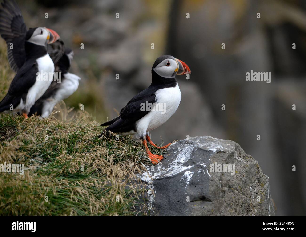The Atlantic puffin, also known as the common puffin Stock Photo - Alamy