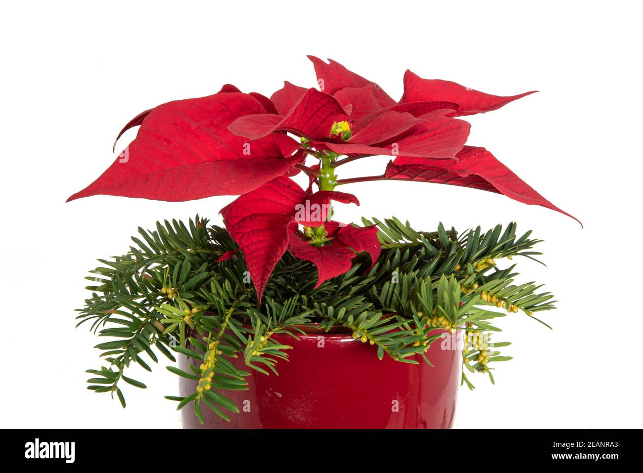 Red fir hi-res stock photography and images - Alamy