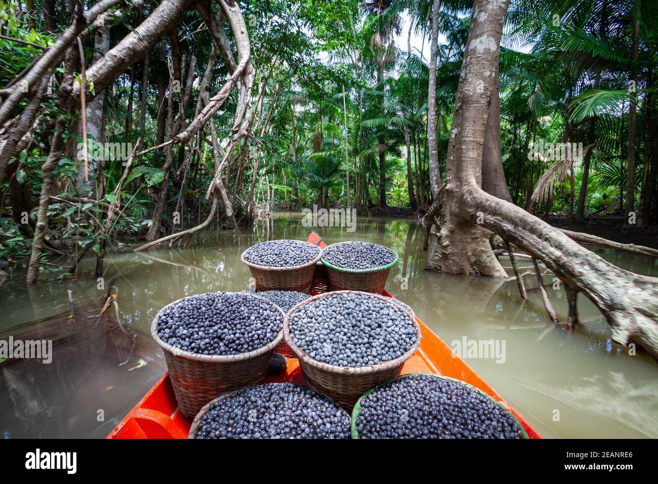 Biodiversity conservation forest hi-res stock photography and images ...