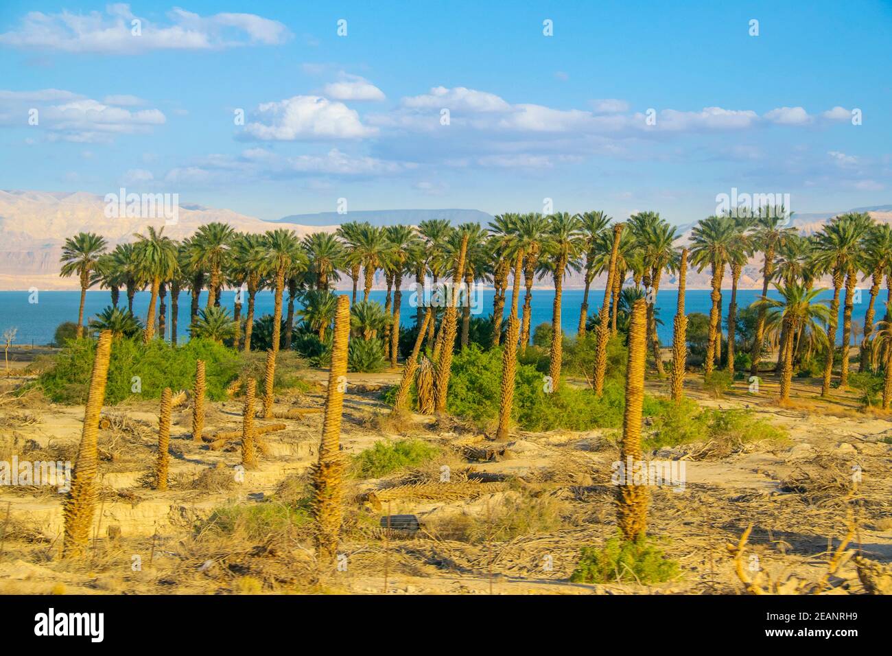 Israel jordan desert palm trees hi-res stock photography and images - Alamy