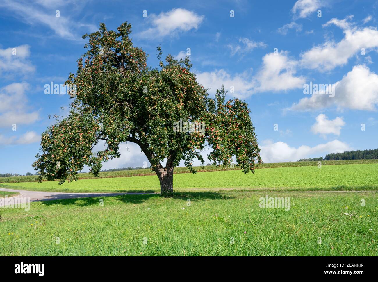 Countryside with an old Apple Tree Stock Photo - Alamy