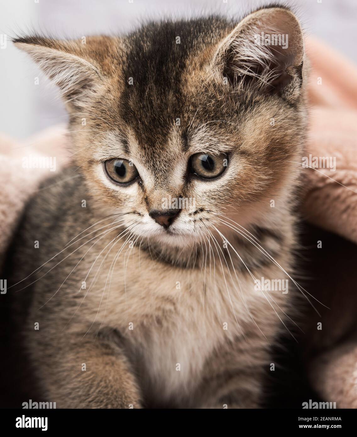 Funny little british golden chinchilla hi-res stock photography and ...