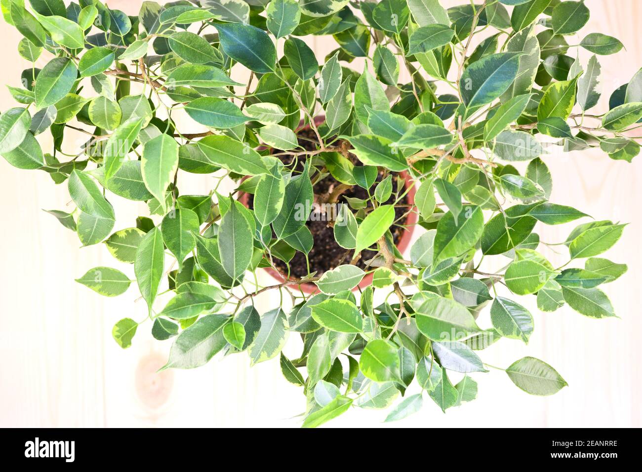 Indoor plant Ficus Benjamin, top view. Soft selective focus. Indoor ...