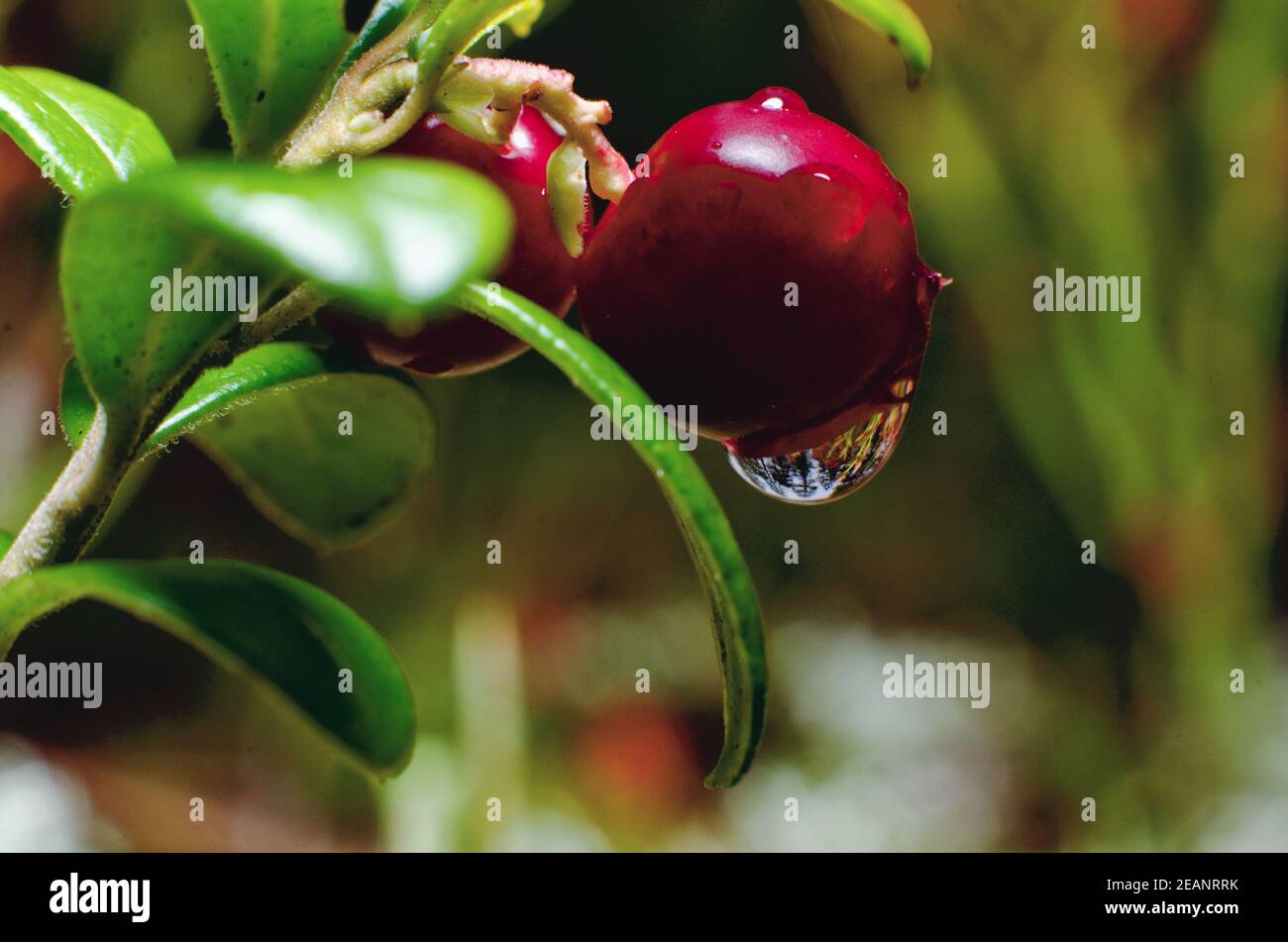 Scandinavianforest hi-res stock photography and images - Alamy