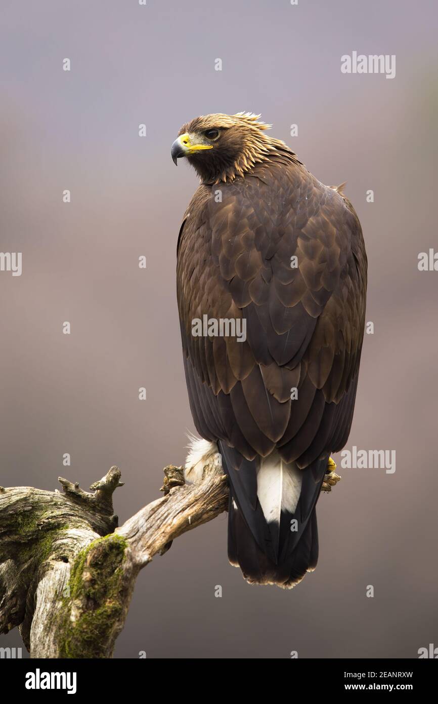 Impressive golden eagle sitting on a branch from rear view Stock Photo ...