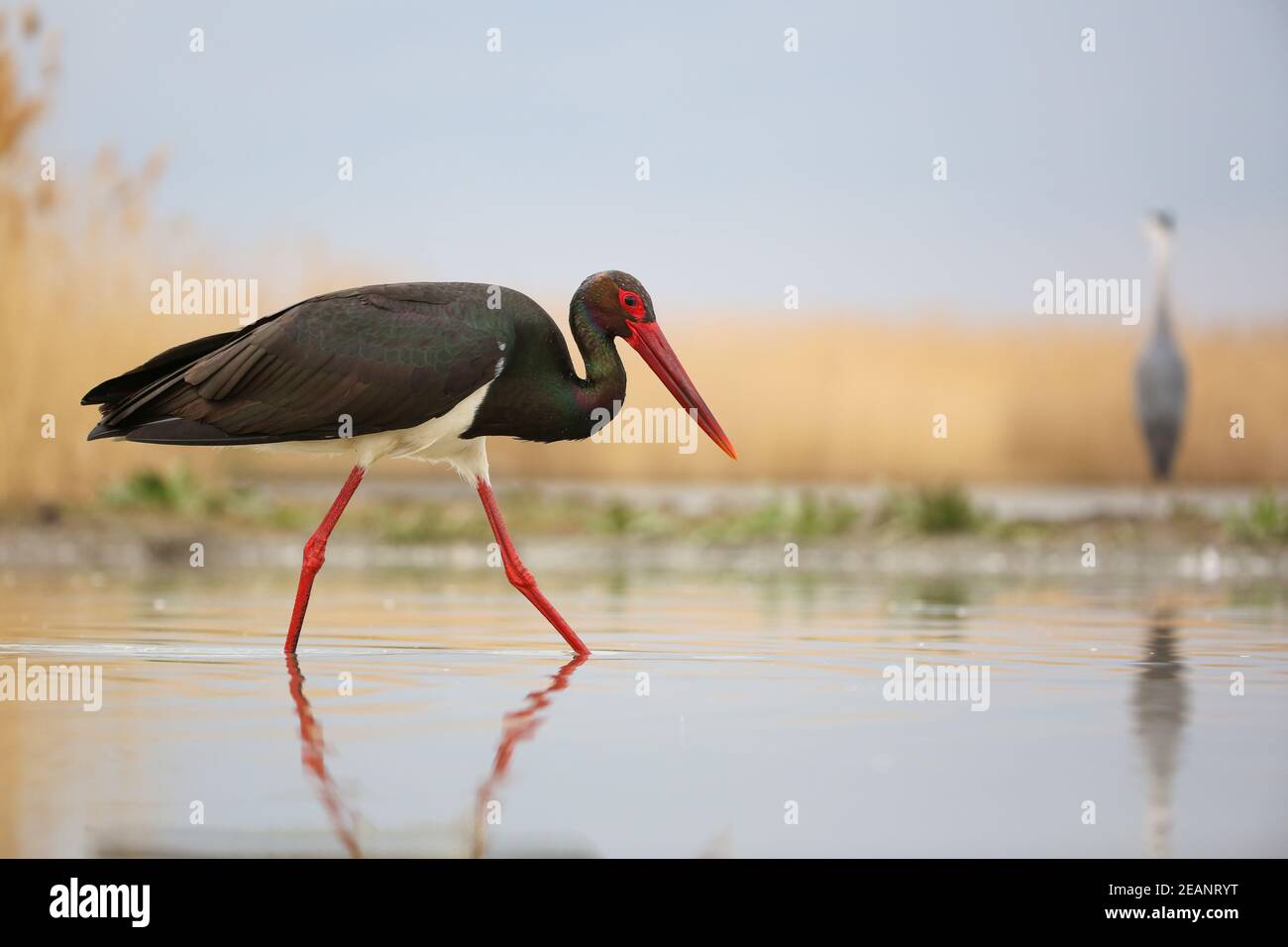Black stork wading in water looking down and hunting for a fish with ...