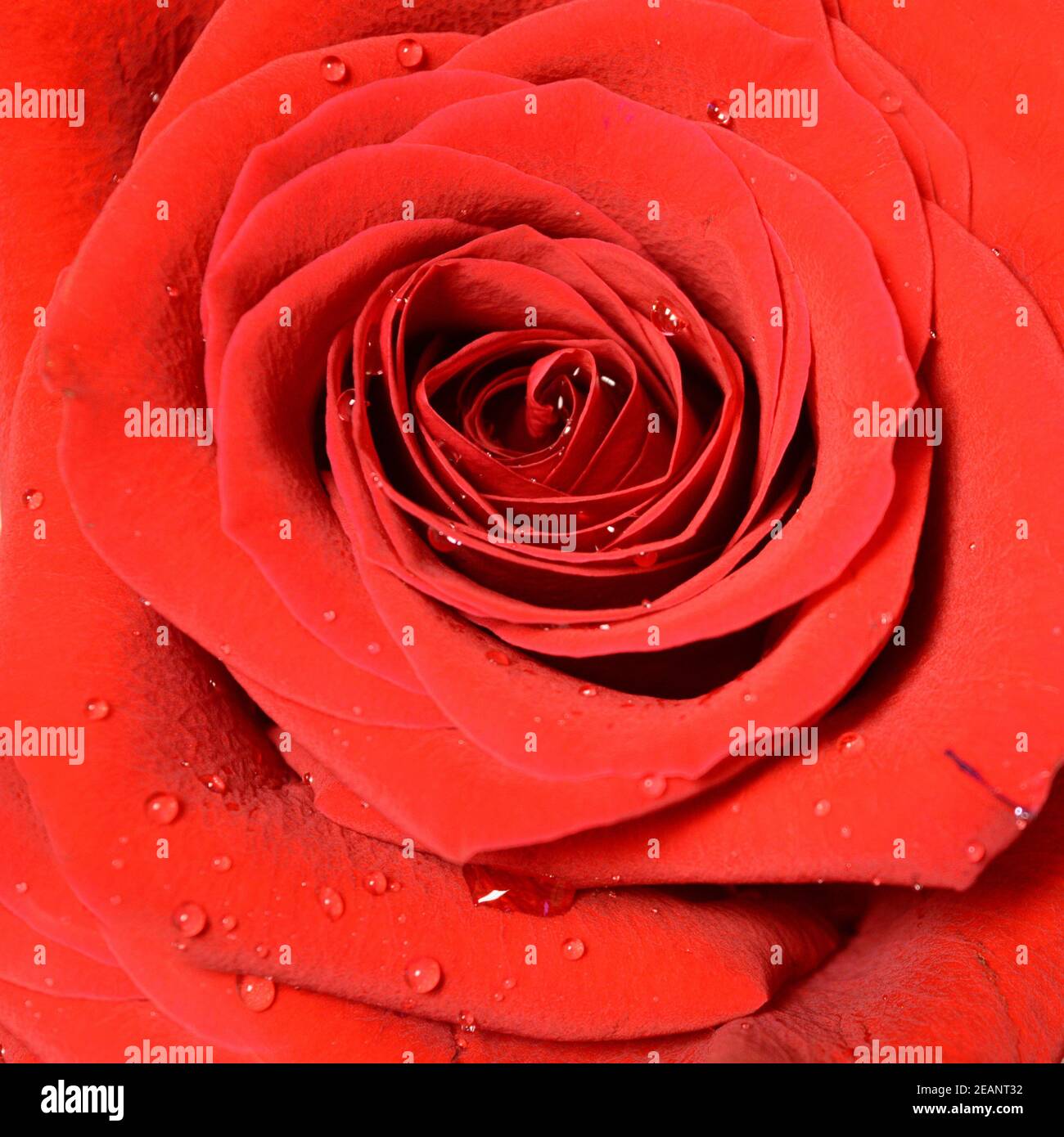 Red Rose Macro Stock Photo - Alamy