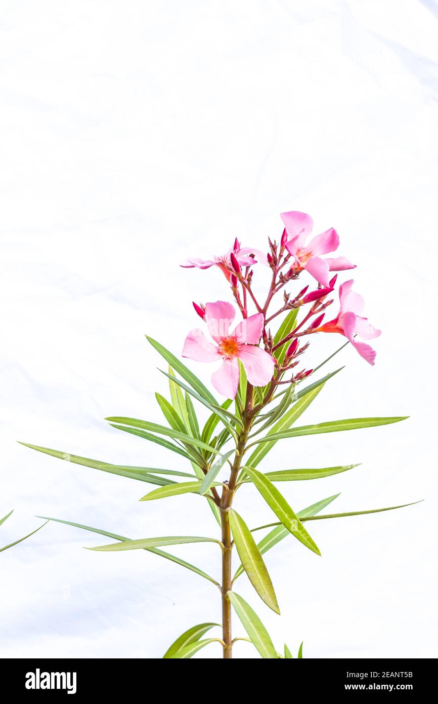 Purple oleander Cut Out Stock Images & Pictures - Alamy