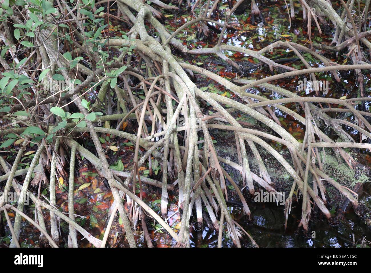 Mangrove ecosystem hi-res stock photography and images - Alamy