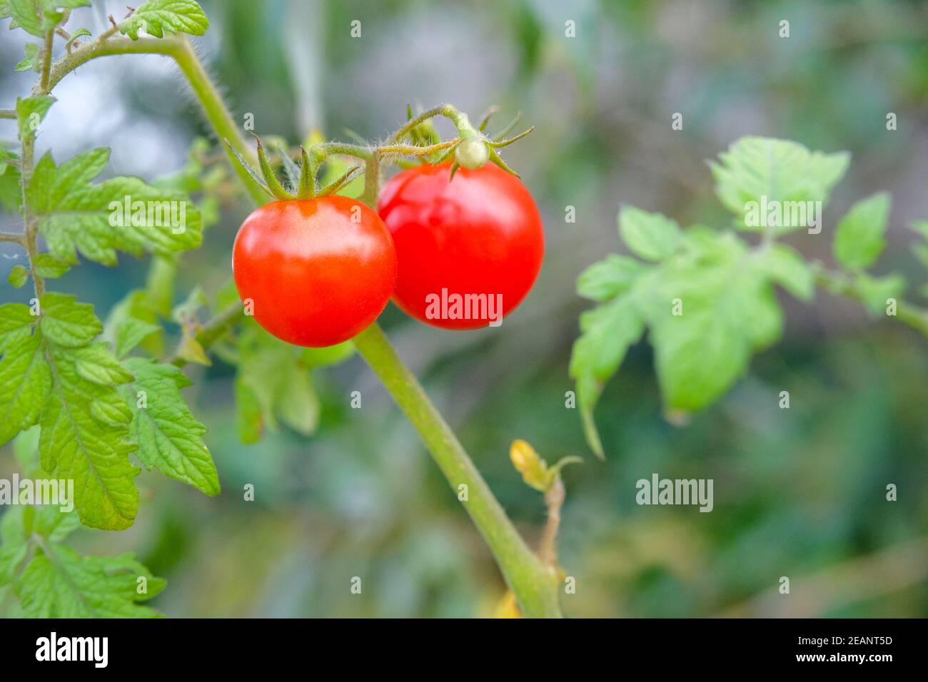 Organic ripe red tomatoes planting on vine of a tomato tree in garden ...