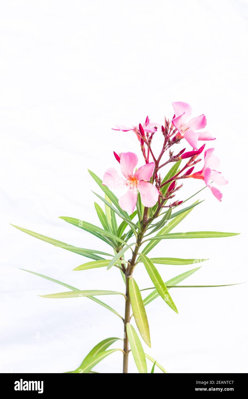 close up of exotic pink orange oleander flower on white background ...