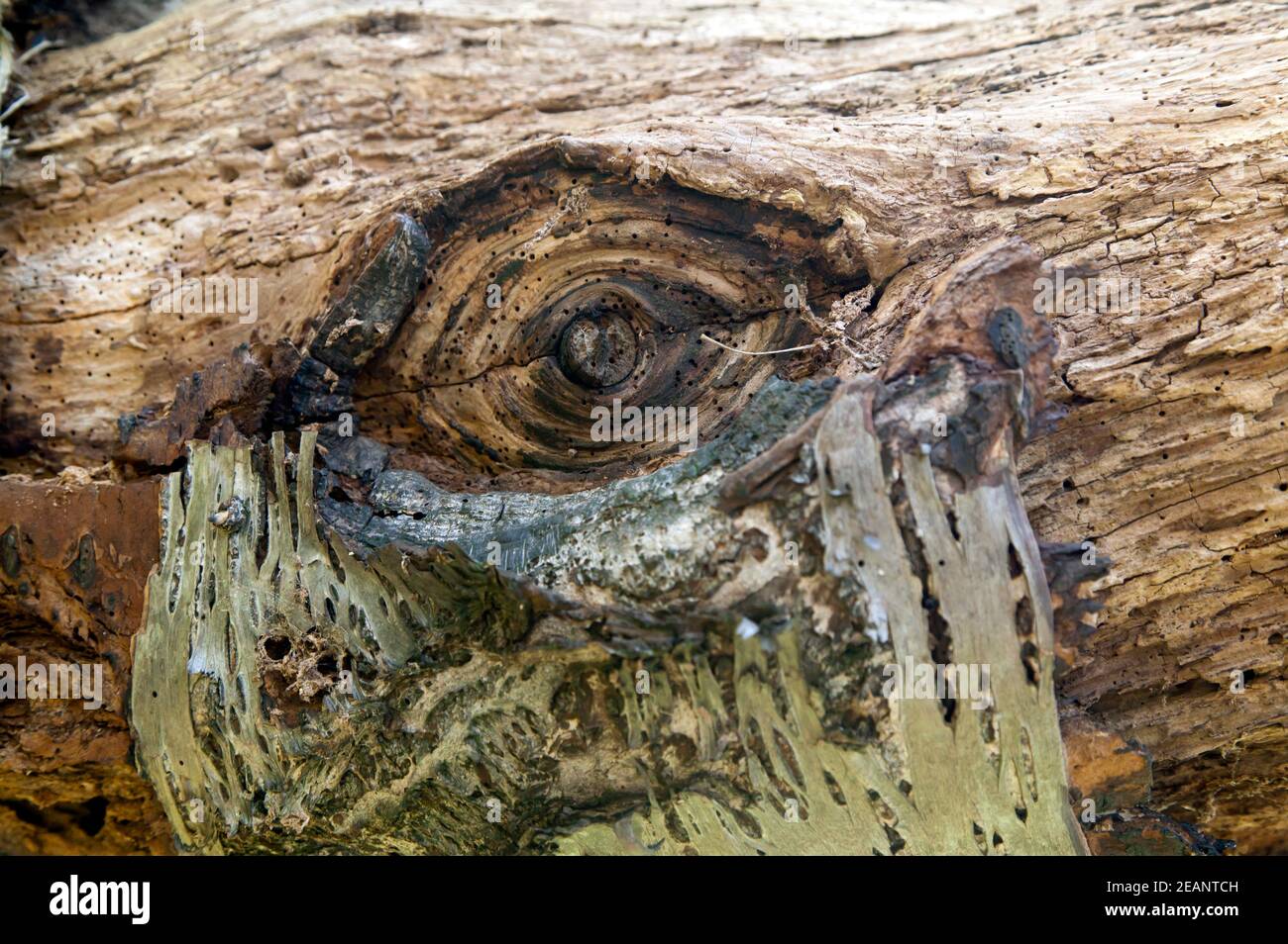 Close-up detail; of a decaying tree, in Beckenham Place Park, Lewisham ...
