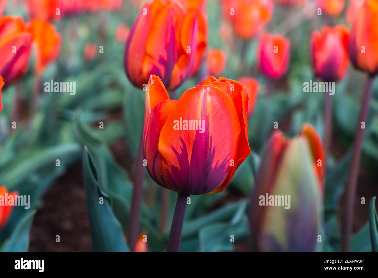 Red Tulip Flowers in the Garden with Green Background Stock Photo - Alamy