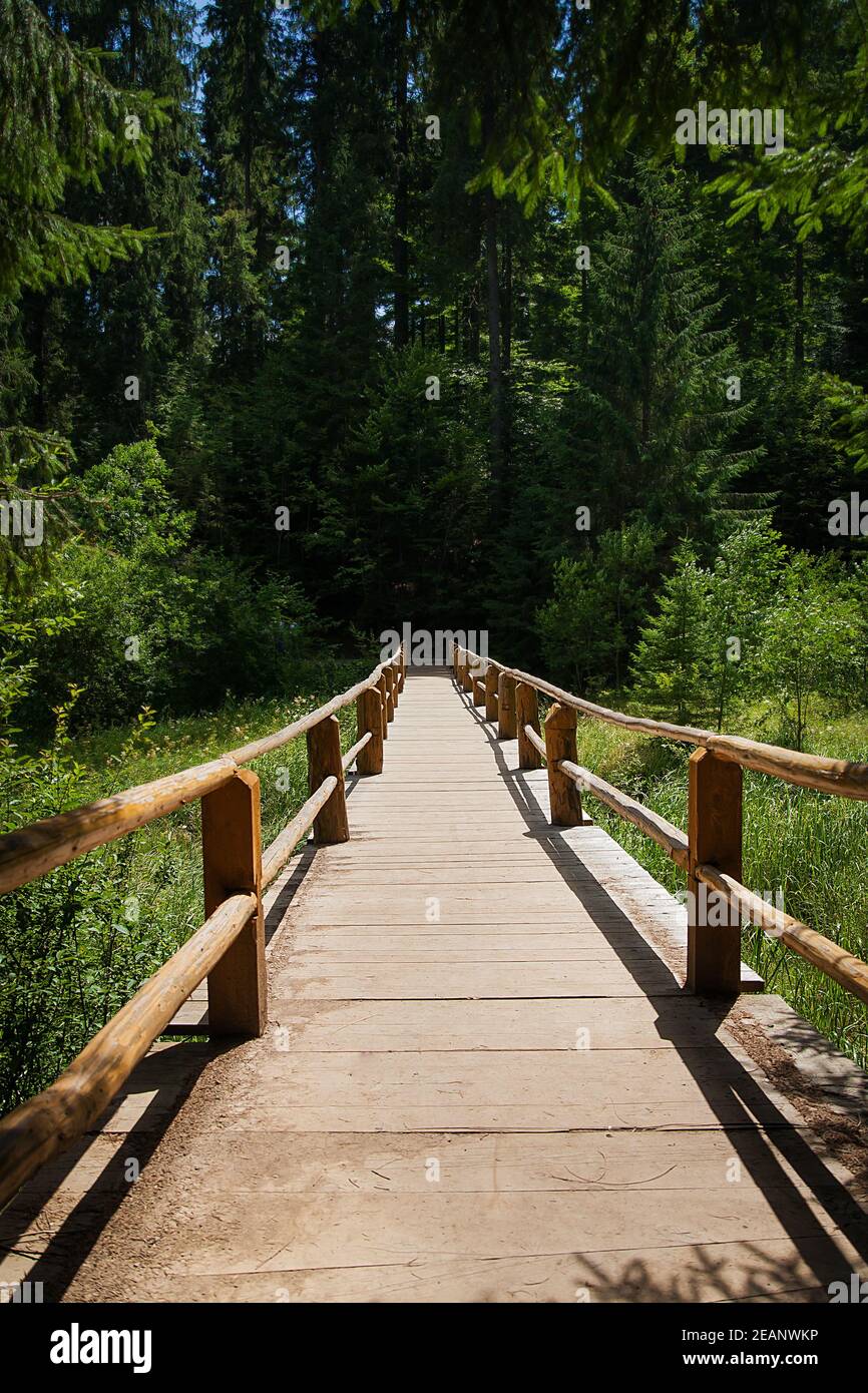 Bridge over forest hi-res stock photography and images - Alamy