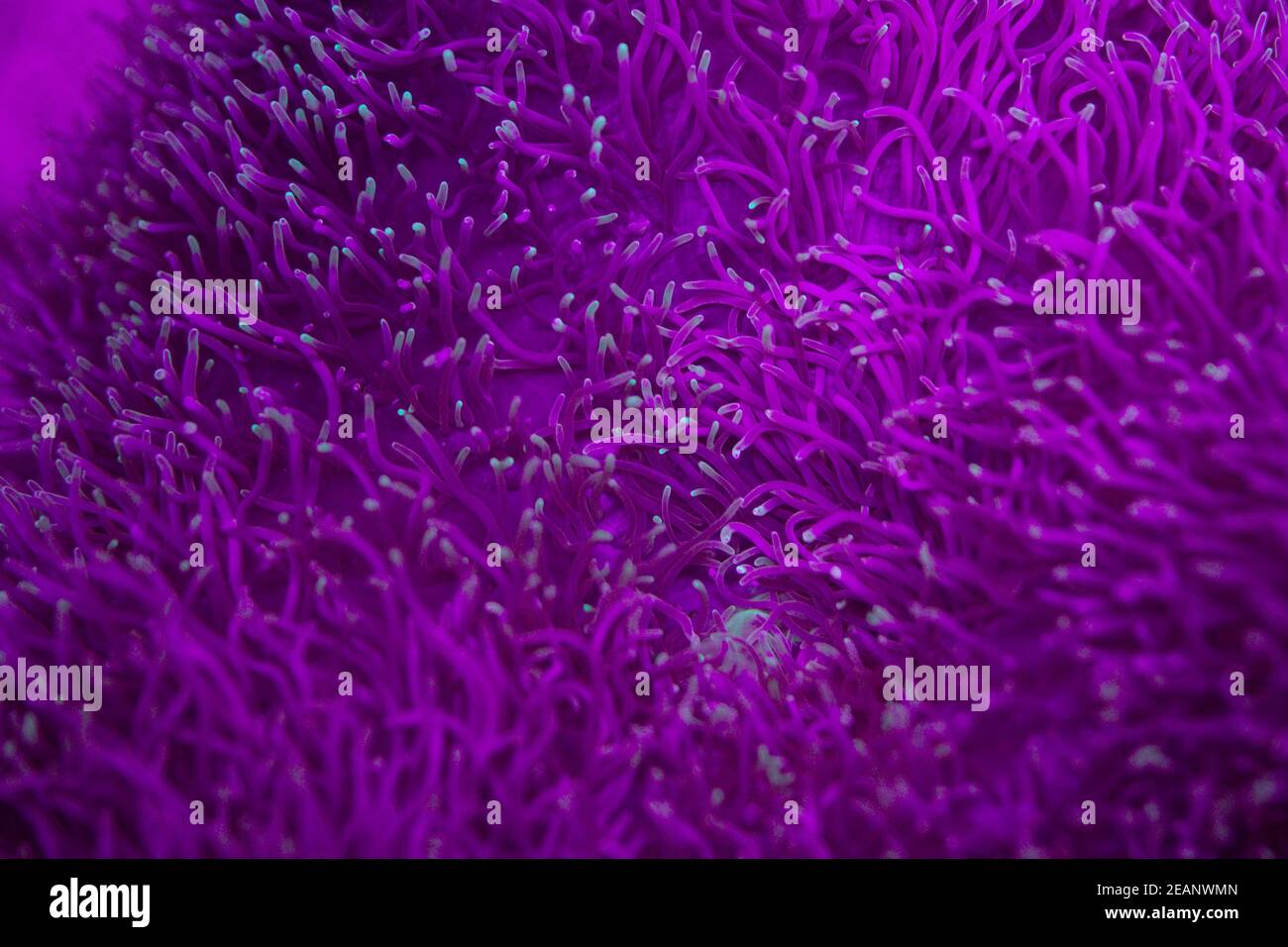 Anemone fish with anemone,Sea anemone and clown fish in marine aquarium ...