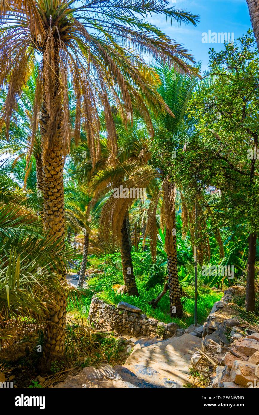 View of an oasis with typical falaj irrigation system in the Misfat al ...