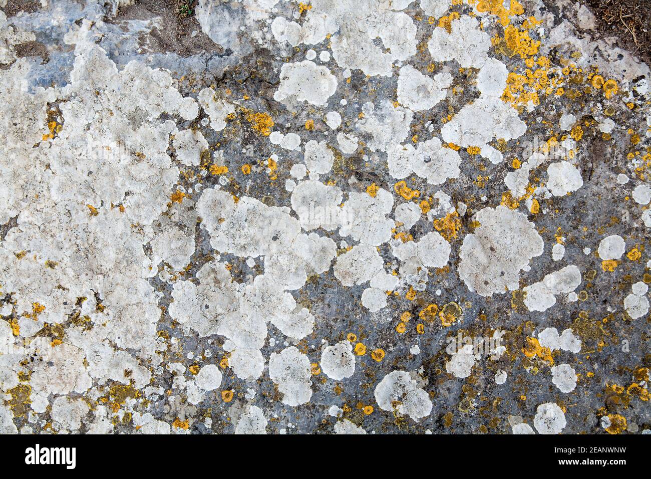 texture of stone covered with mold Stock Photo - Alamy