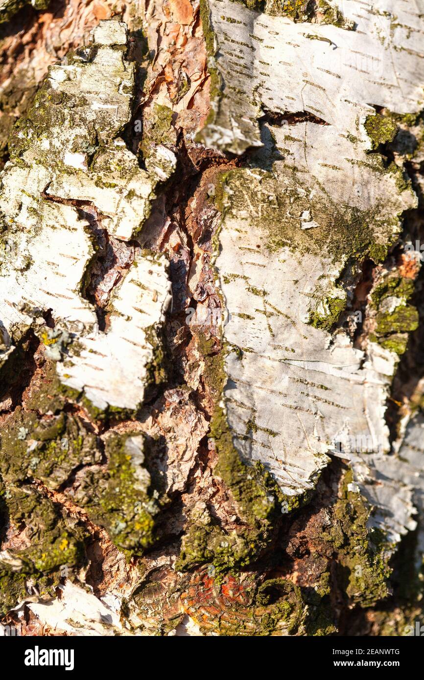 Birch Bark Texture coarse. tree wooden background Stock Photo - Alamy