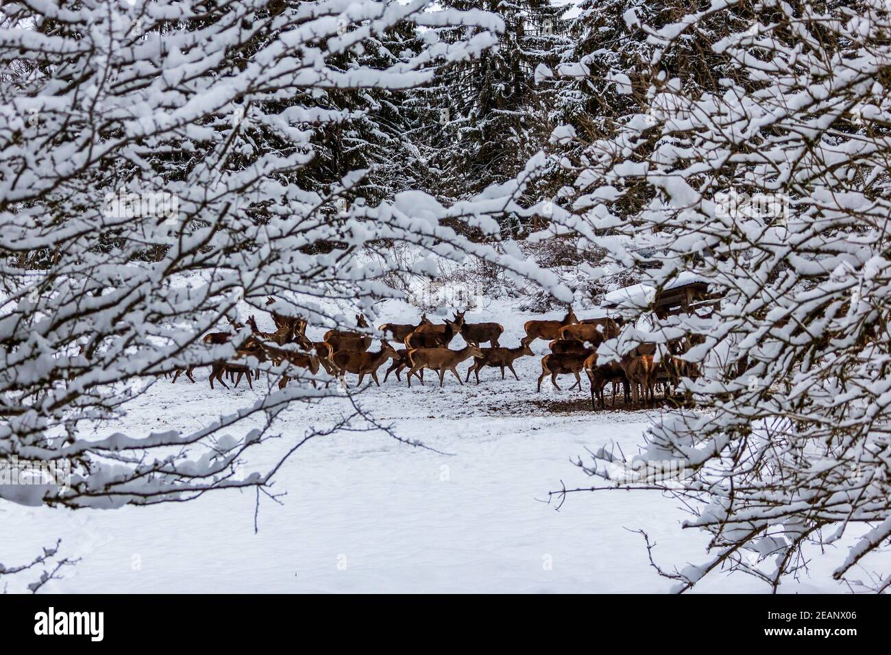 Red deer winter forage hi-res stock photography and images - Alamy