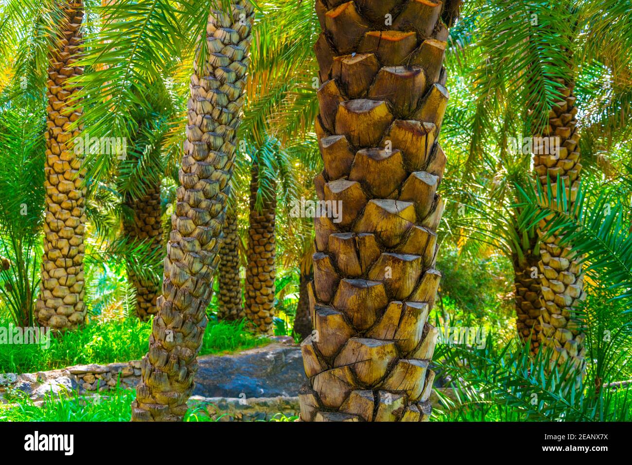 View of an oasis with typical falaj irrigation system in the Misfat al ...