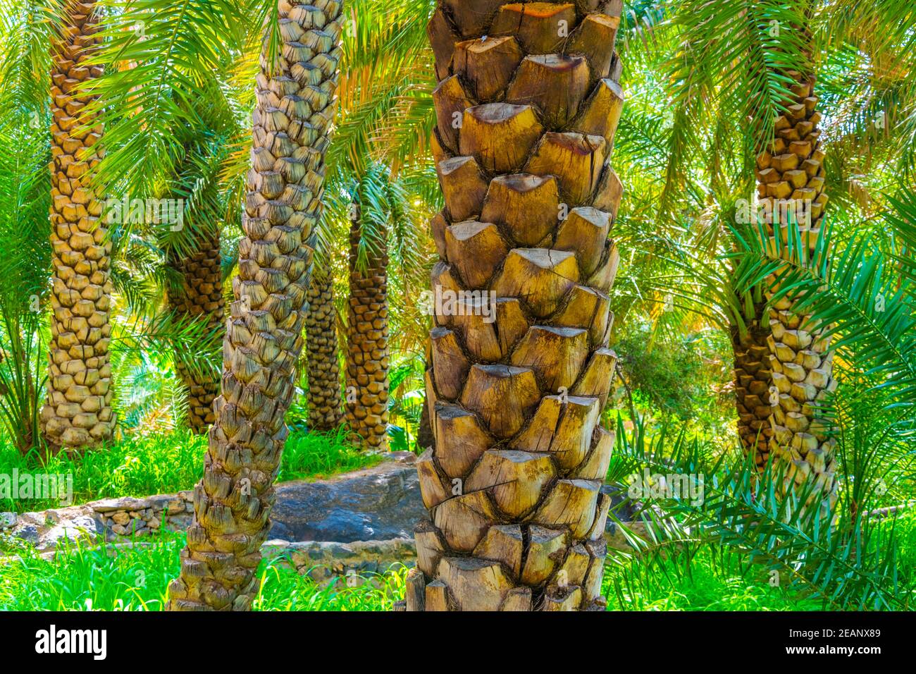 View of an oasis with typical falaj irrigation system in the Misfat al ...