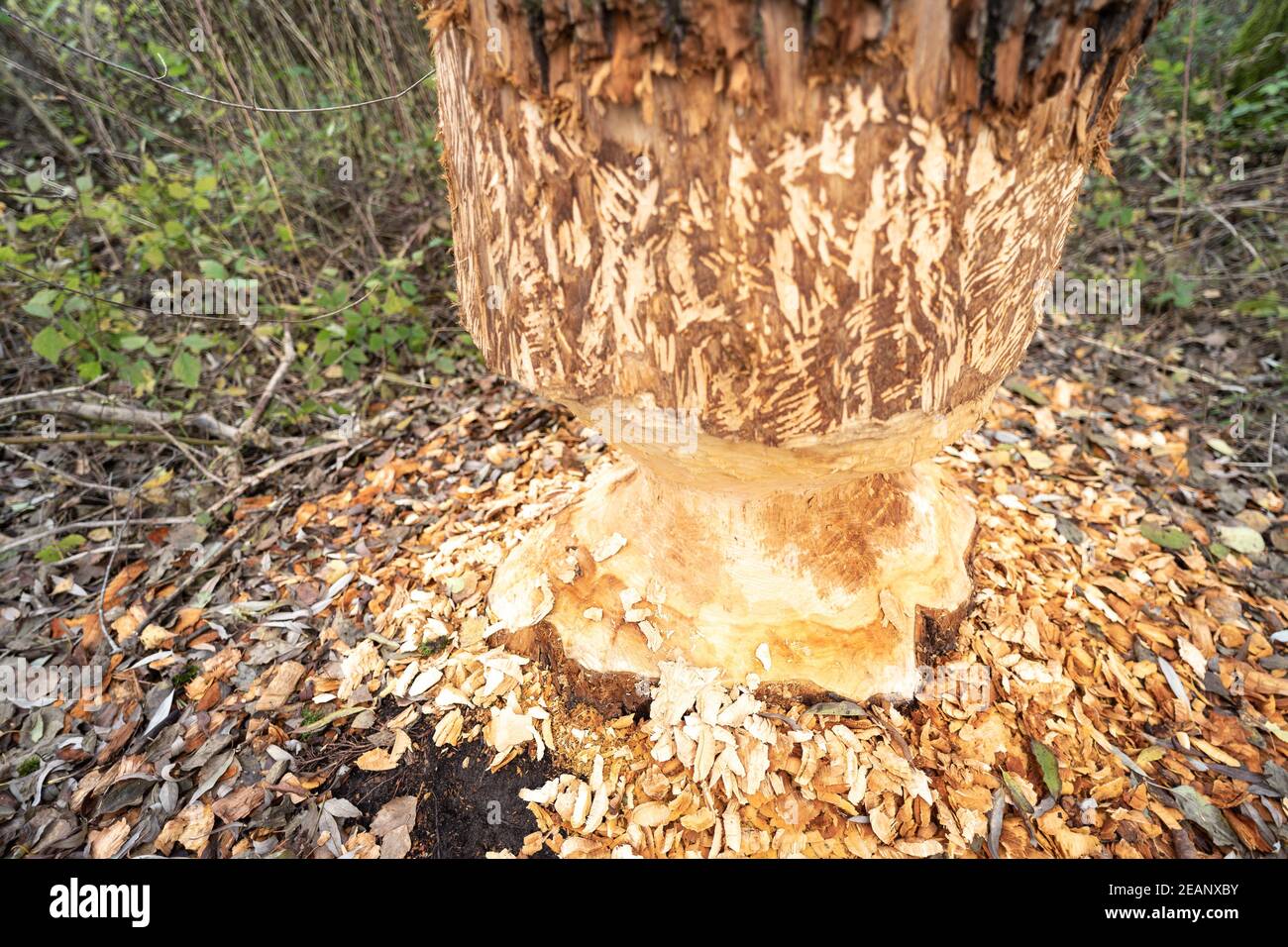 Beaver tree chew hi-res stock photography and images - Alamy