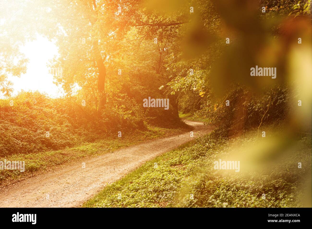 Forest path at sunshine hi-res stock photography and images - Alamy