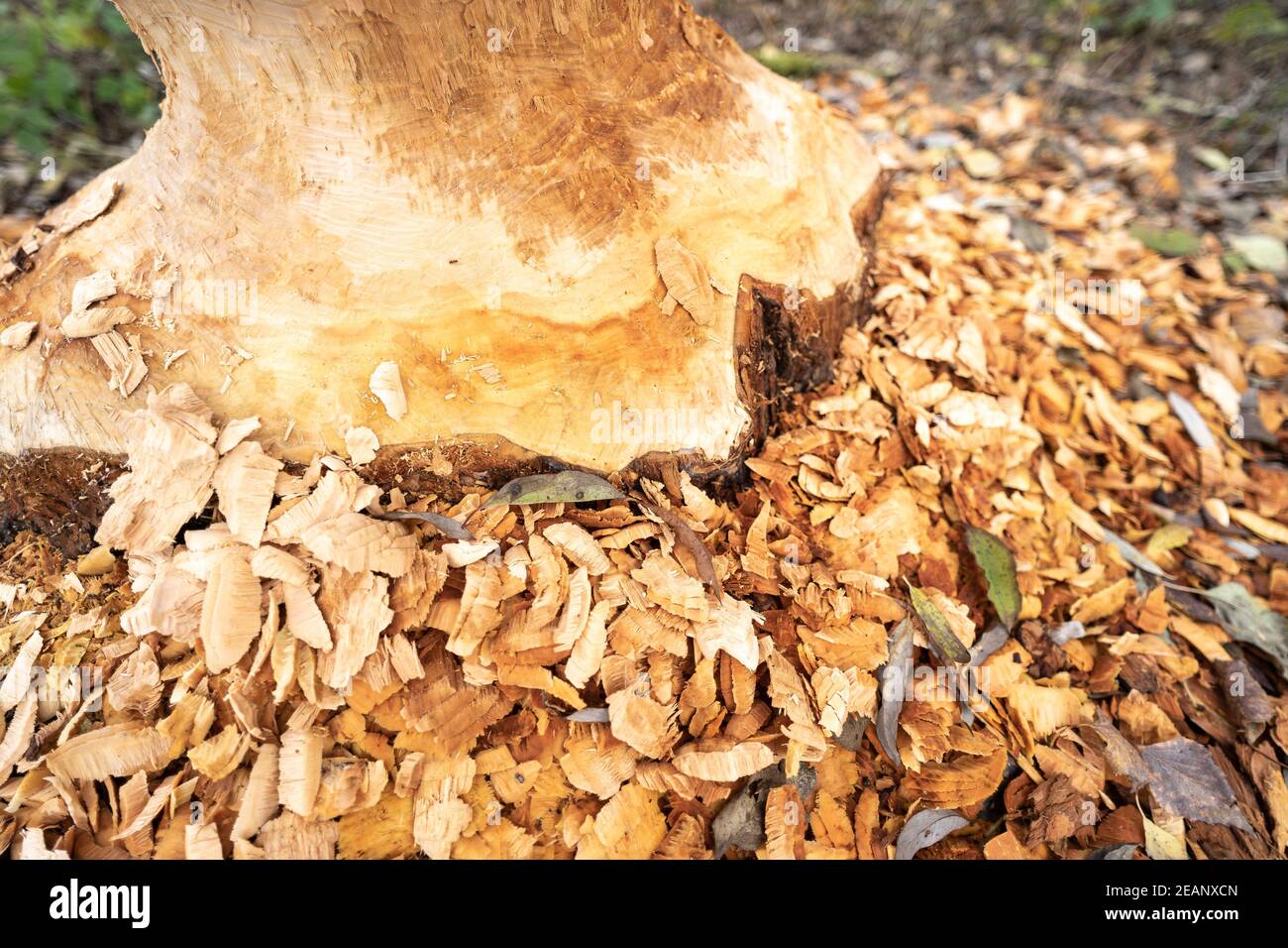 Beaver tree chew hi-res stock photography and images - Alamy
