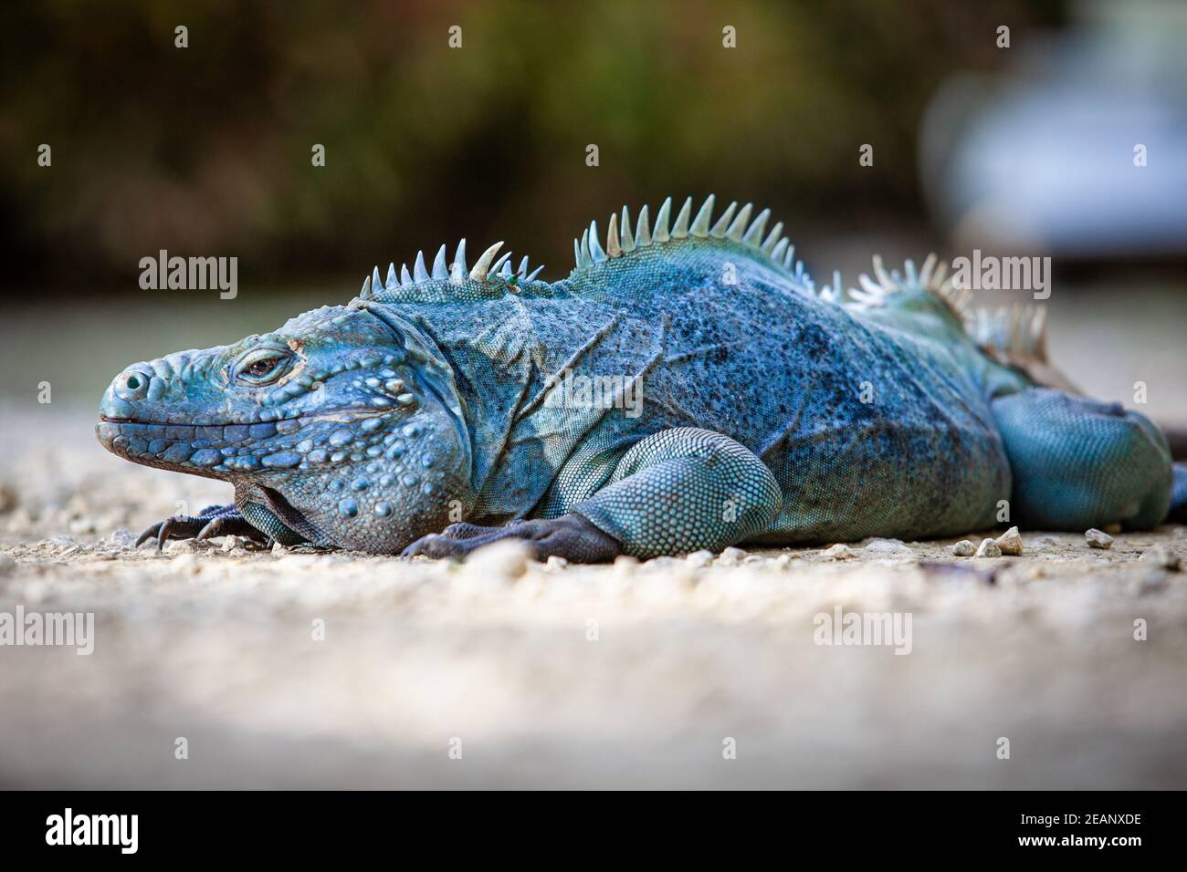 Extremely Rare Blue Iguana (Cyclura lewisi) is protected in the Queen ...
