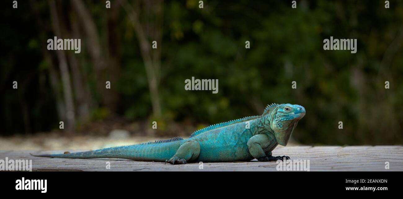 Extremely Rare Blue Iguana (Cyclura lewisi) is protected in the Queen ...