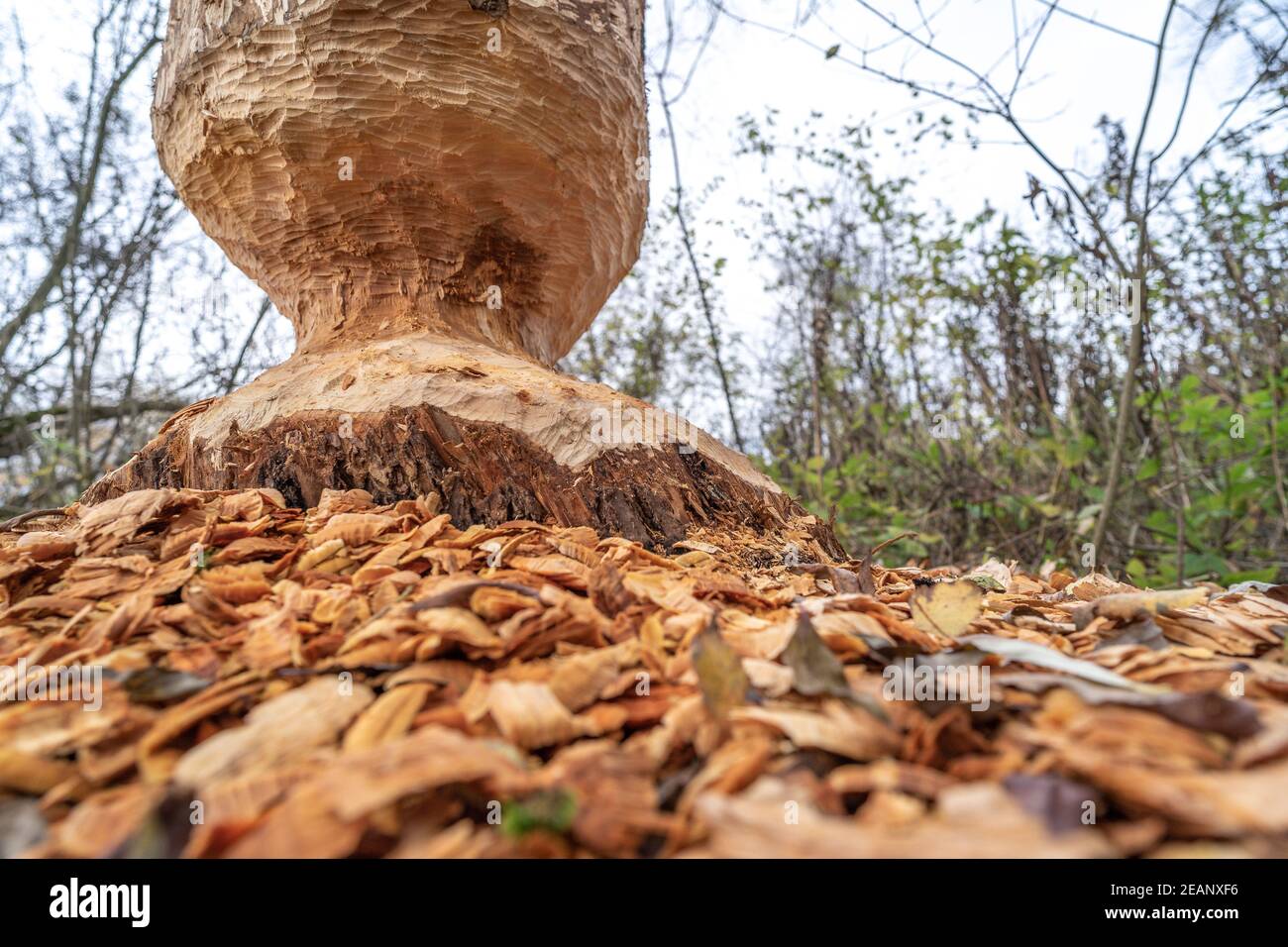 Beaver tree chew hi-res stock photography and images - Alamy