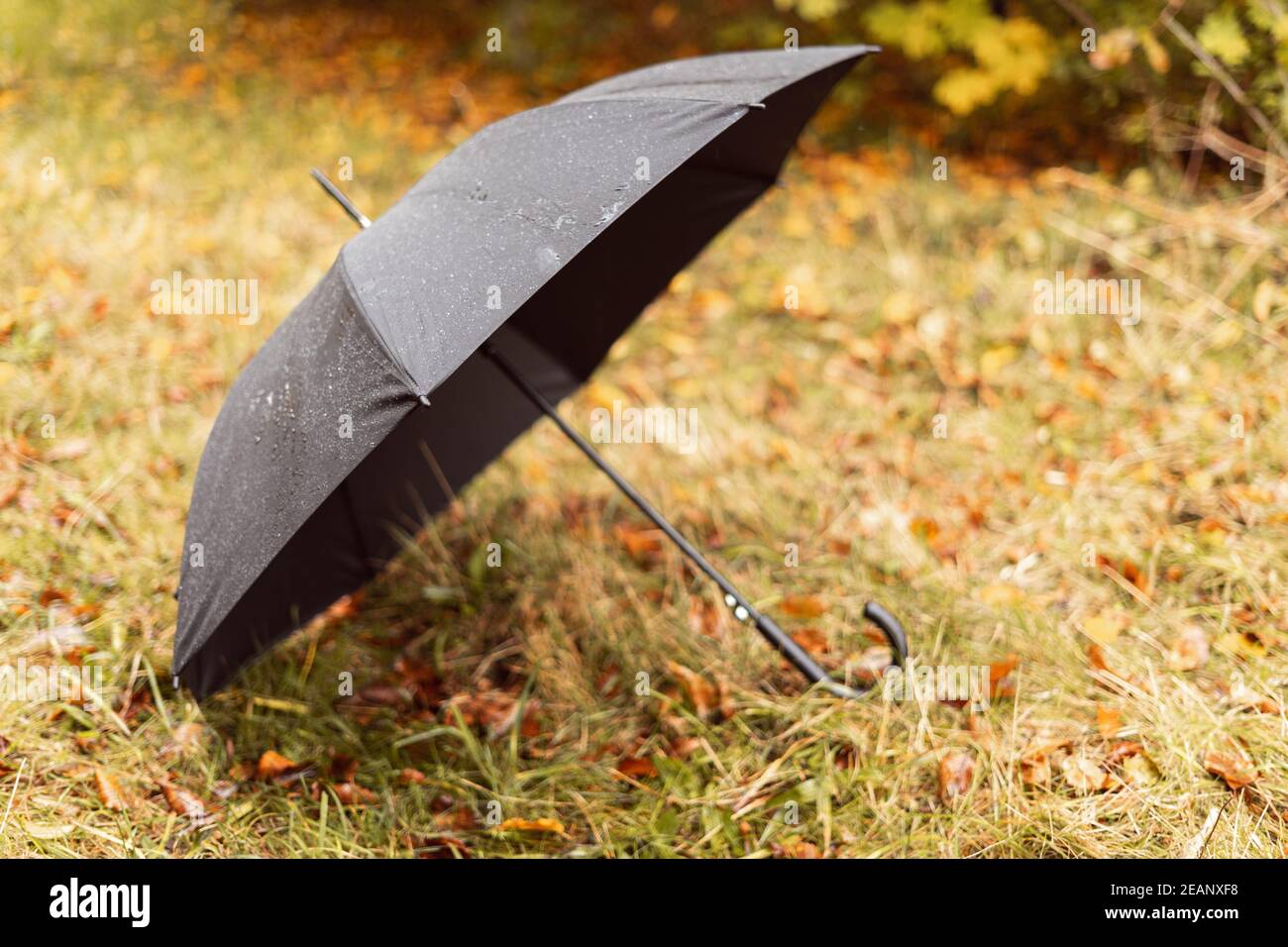 Umbrella leaf hi-res stock photography and images - Alamy