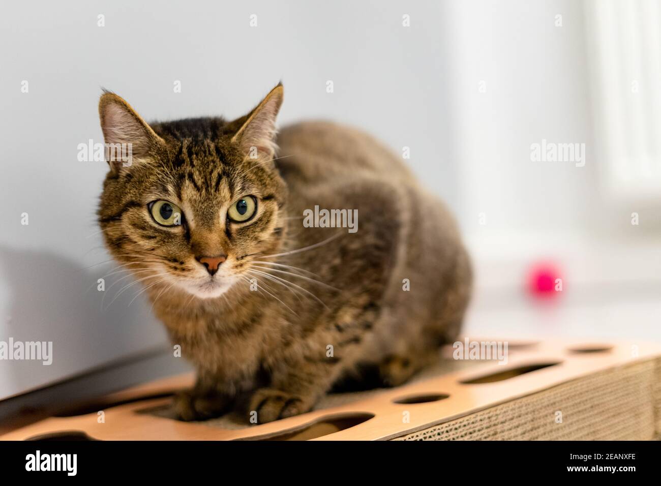 native tabby cat sits on a cardboard box Stock Photo - Alamy
