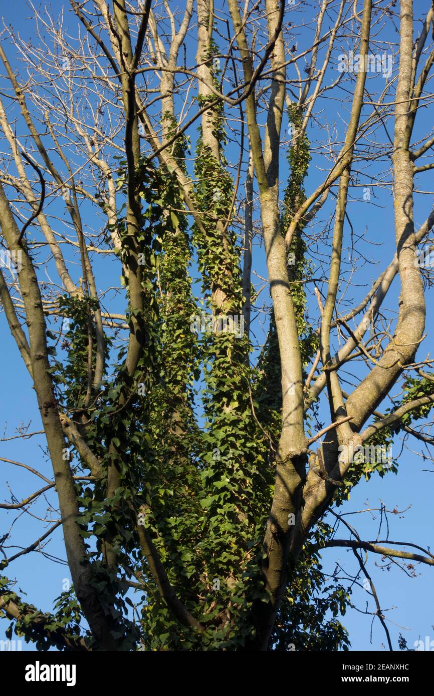 Ivy Species High Resolution Stock Photography and Images - Alamy