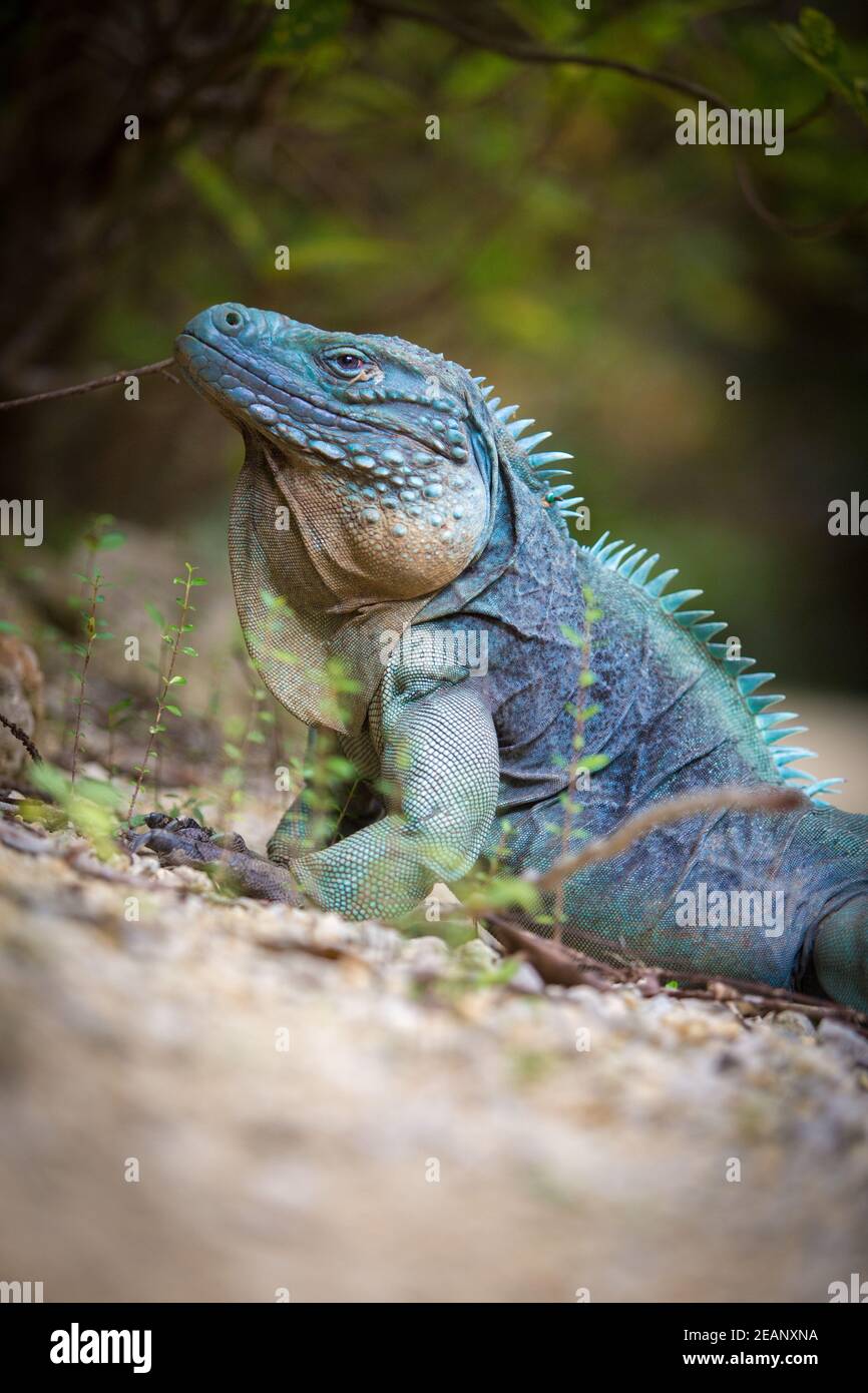 Extremely Rare Blue Iguana (Cyclura lewisi) is protected in the Queen ...