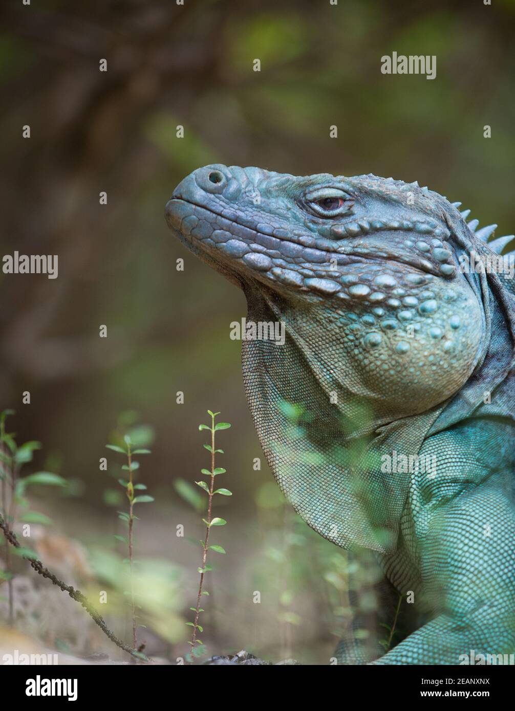 Extremely Rare Blue Iguana (Cyclura lewisi) is protected in the Queen ...