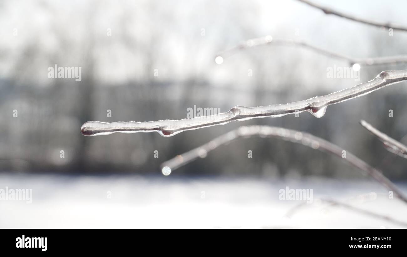 Cold frosty winter landscapes with trees and frozen branches during ...