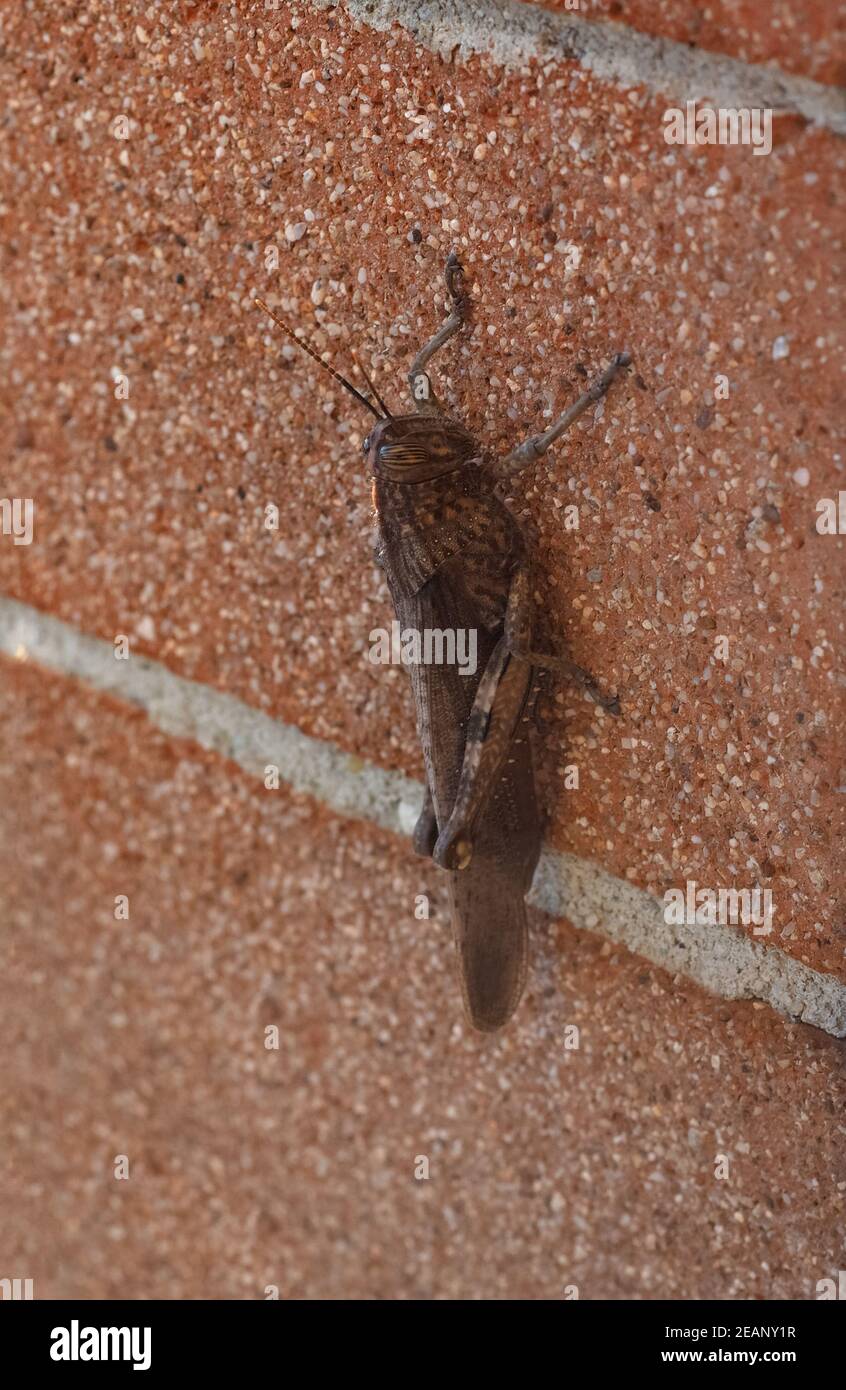 grasshopper insect on a wall Stock Photo - Alamy