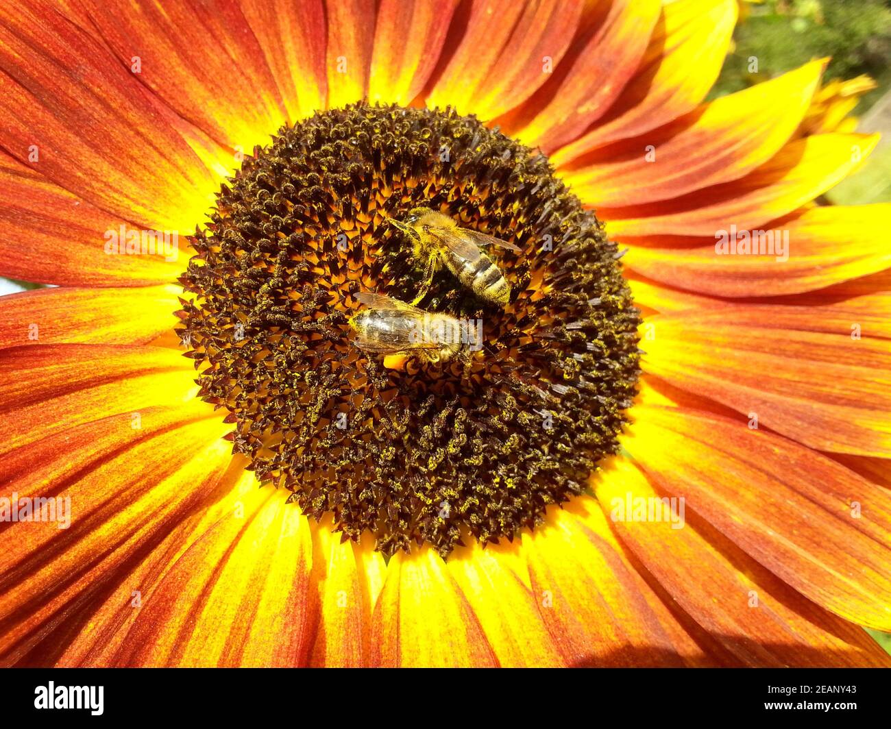 Orange bee hi-res stock photography and images - Alamy