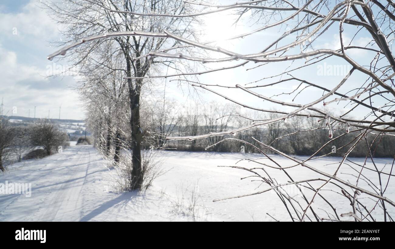 Cold frosty winter landscapes with trees and frozen branches during ...