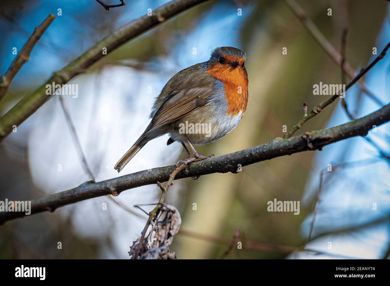 A European robin, known simply as the robin or robin redbreast resting ...