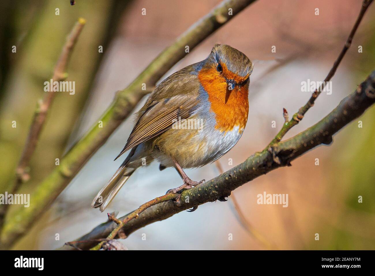 A European robin, known simply as the robin or robin redbreast resting ...
