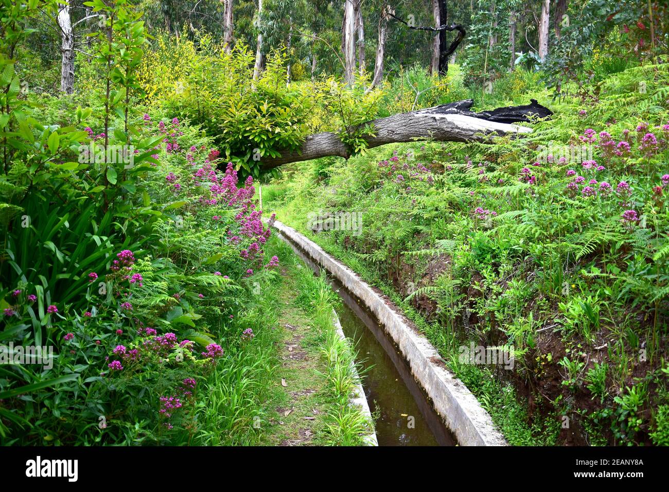 Levada water canal madeira island hi-res stock photography and images ...