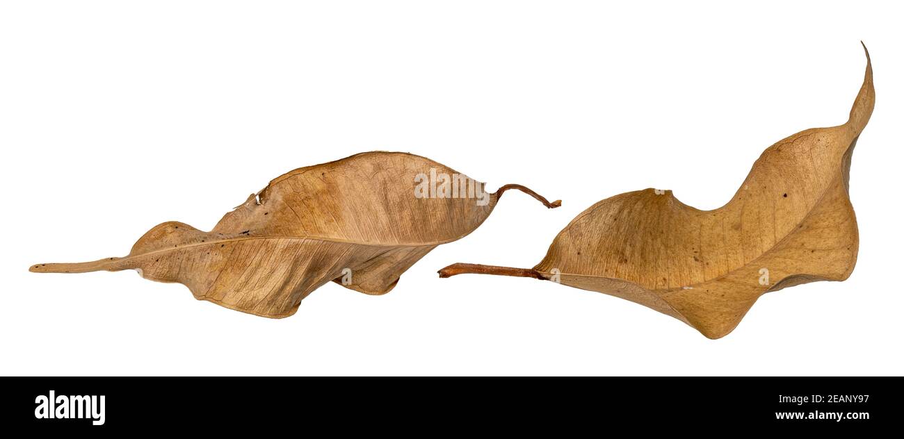 Two lying leaves hi-res stock photography and images - Alamy