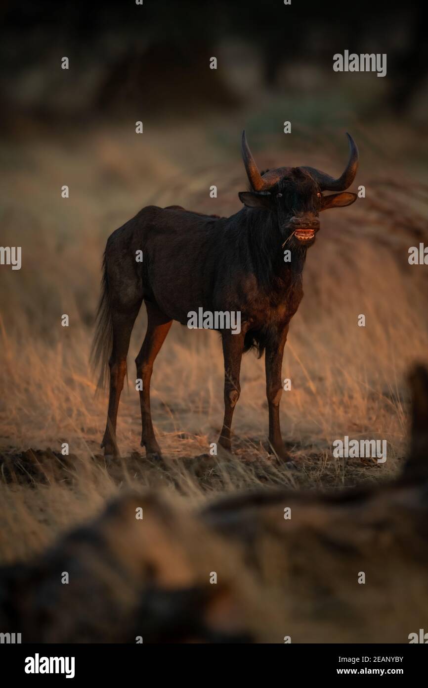 Black wildebeest stands showing teeth while barking Stock Photo - Alamy