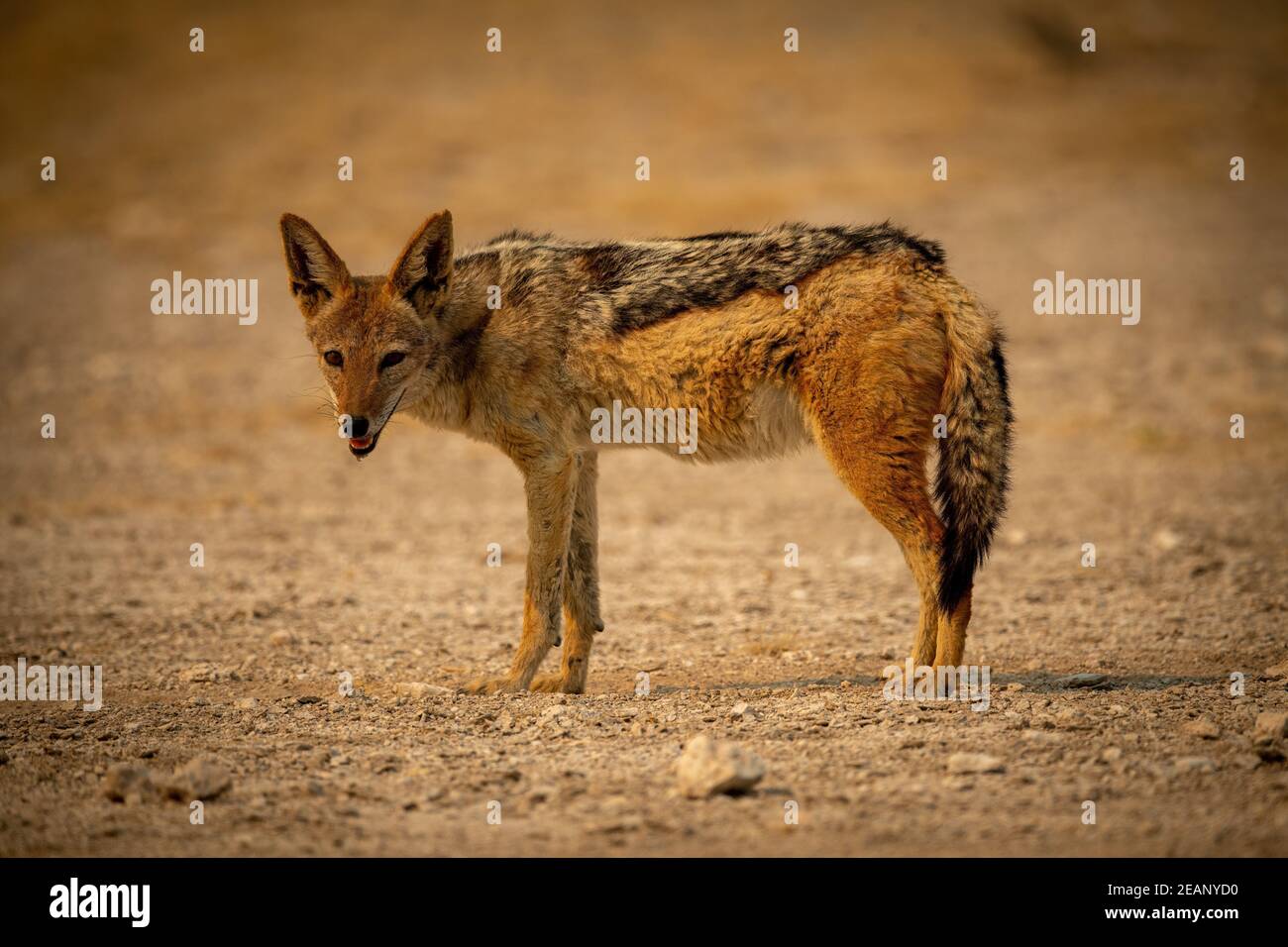 Black-backed jackal stands on gravel lowering head Stock Photo - Alamy