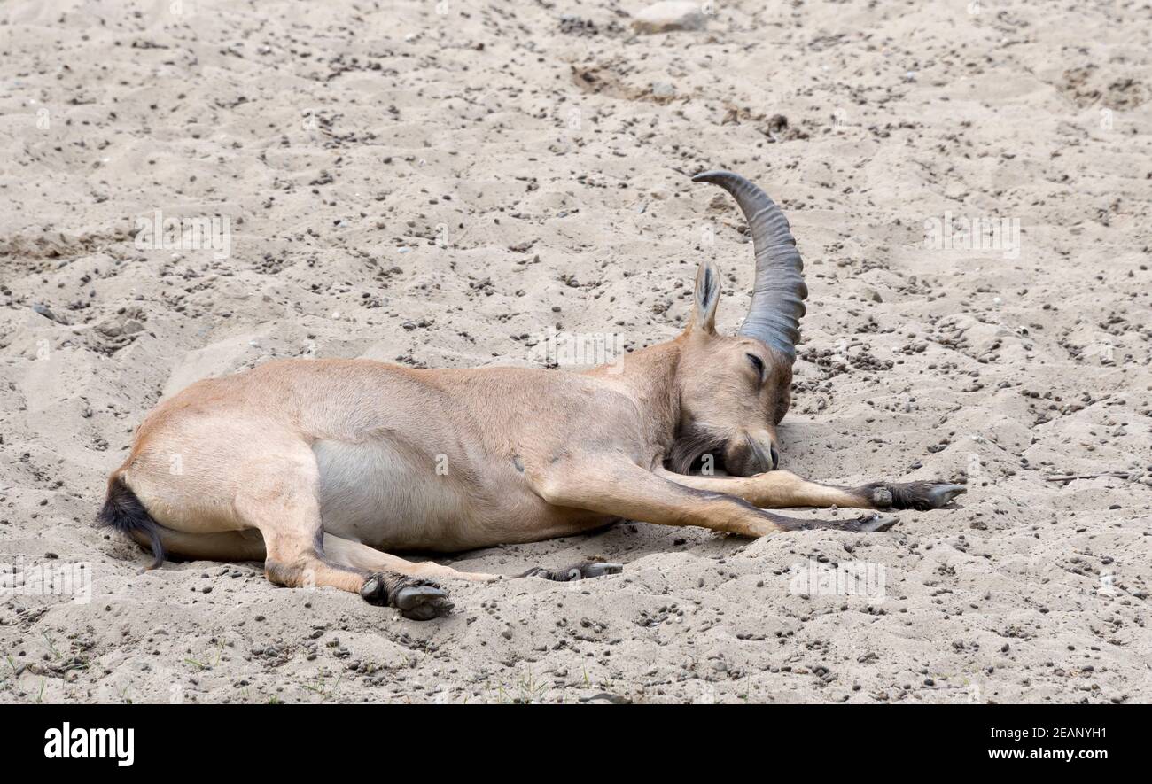 Mountain animals goat hi-res stock photography and images - Alamy