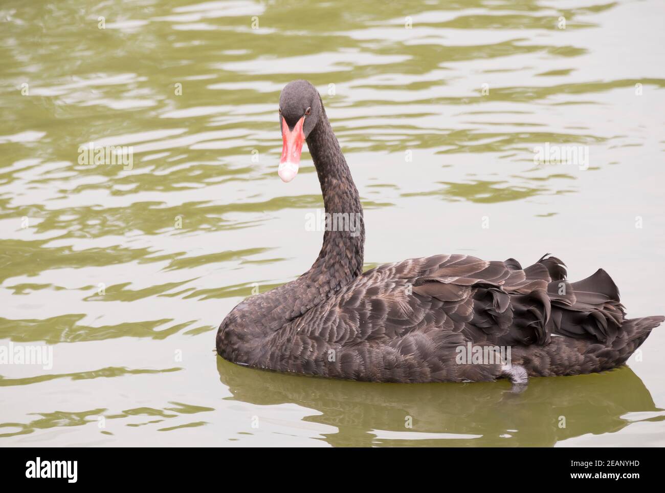 Black Swan Ruffled Feathers High Resolution Stock Photography and ...