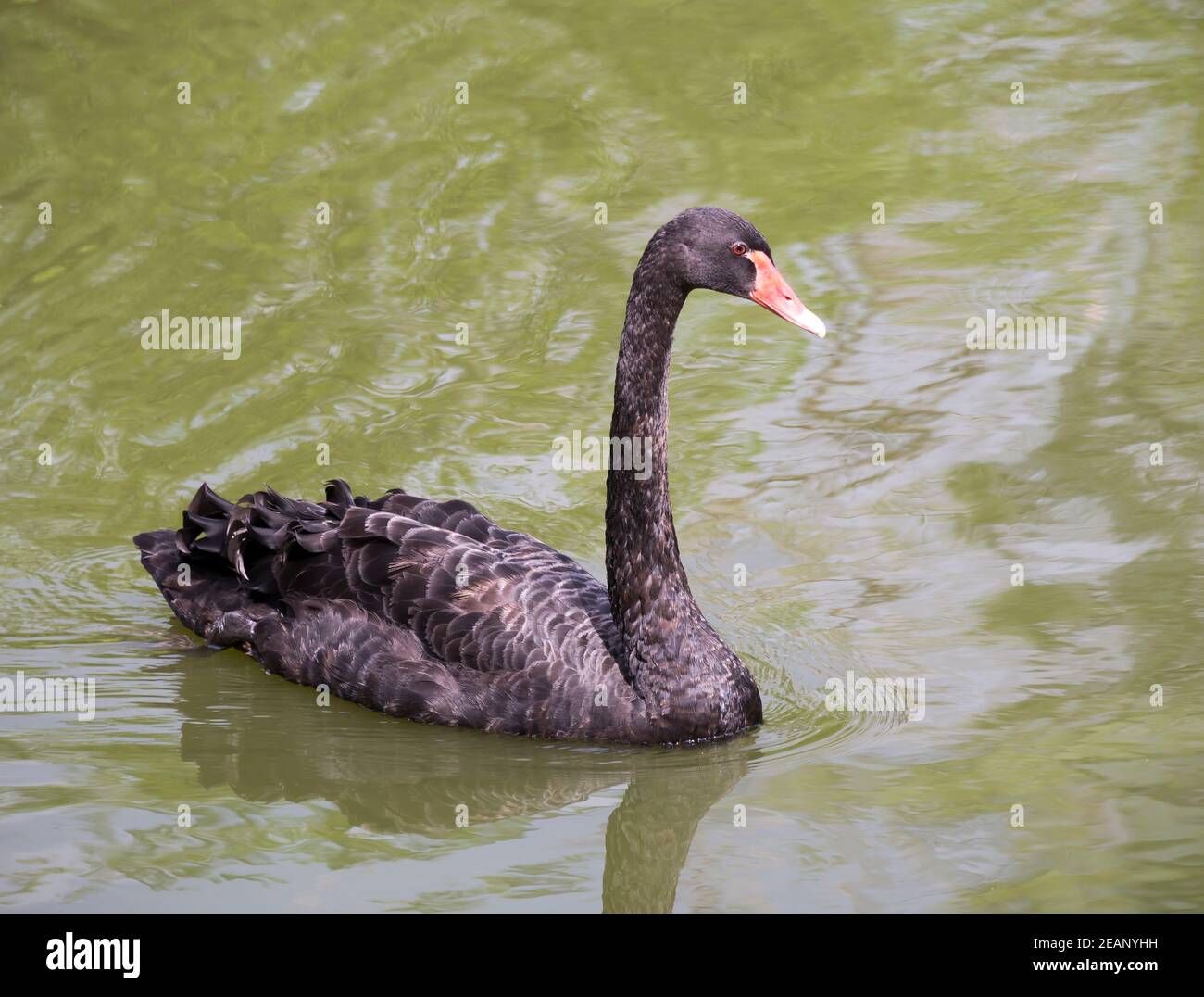 Black swan ruffled feathers hi-res stock photography and images - Alamy
