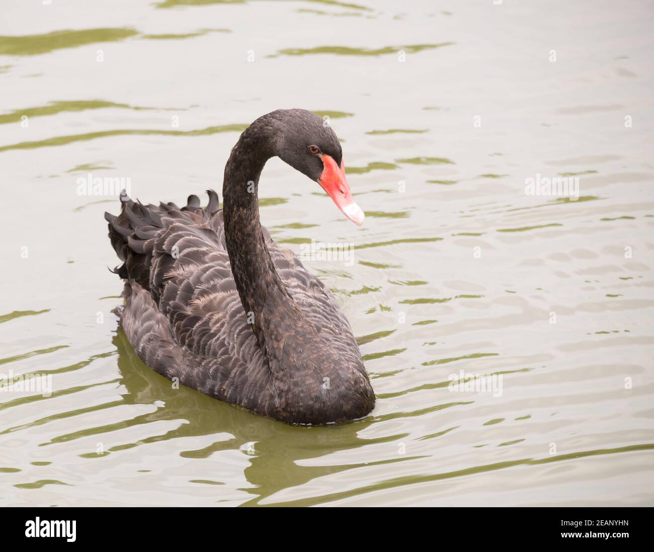 Black swan ruffled feathers hi-res stock photography and images - Alamy